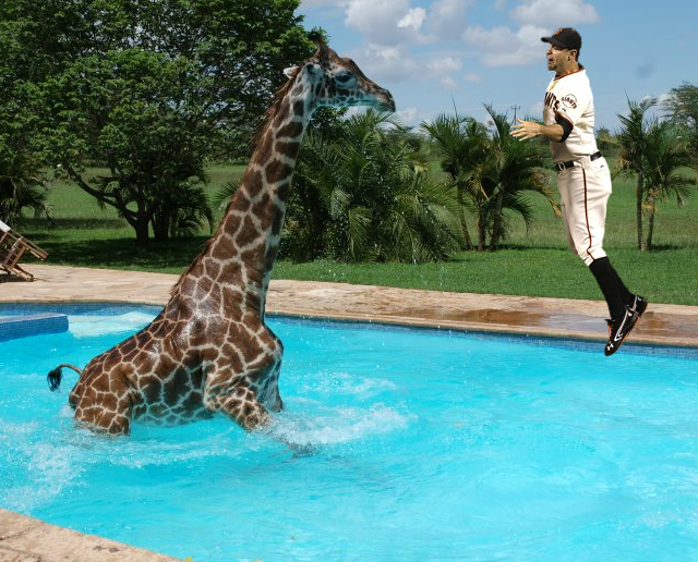 “Baby Giraffe,” Real Giraffe Spotted in Pool | NotGraphs Baseball